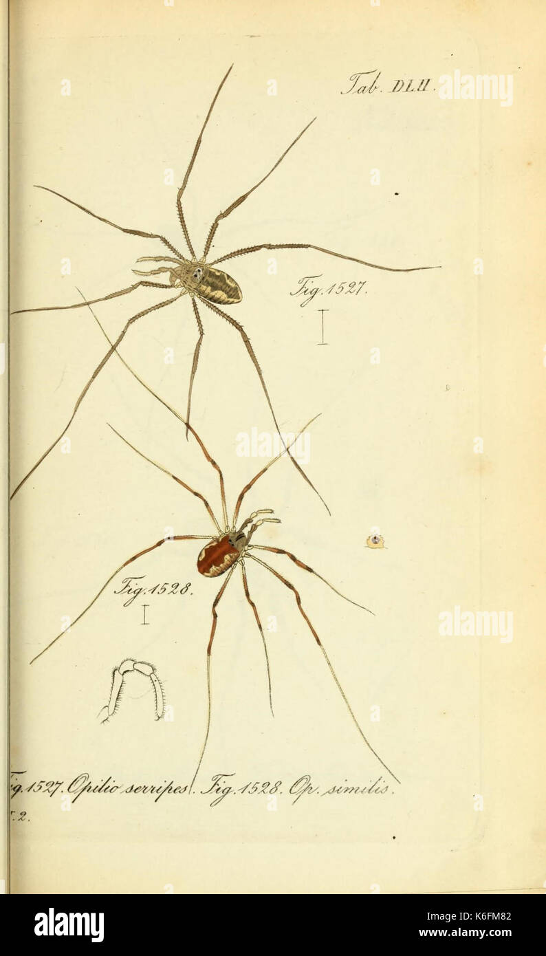 Plate DLII of 'Die Arachniden' illustrating arachnids, featuring ...