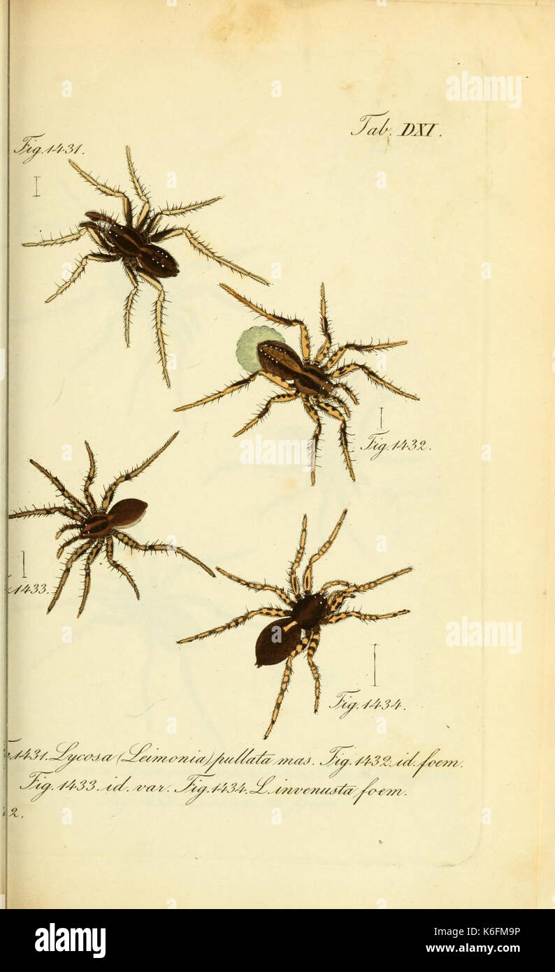 Die Arachniden (Plate DXI) (8575507218 Stock Photo - Alamy