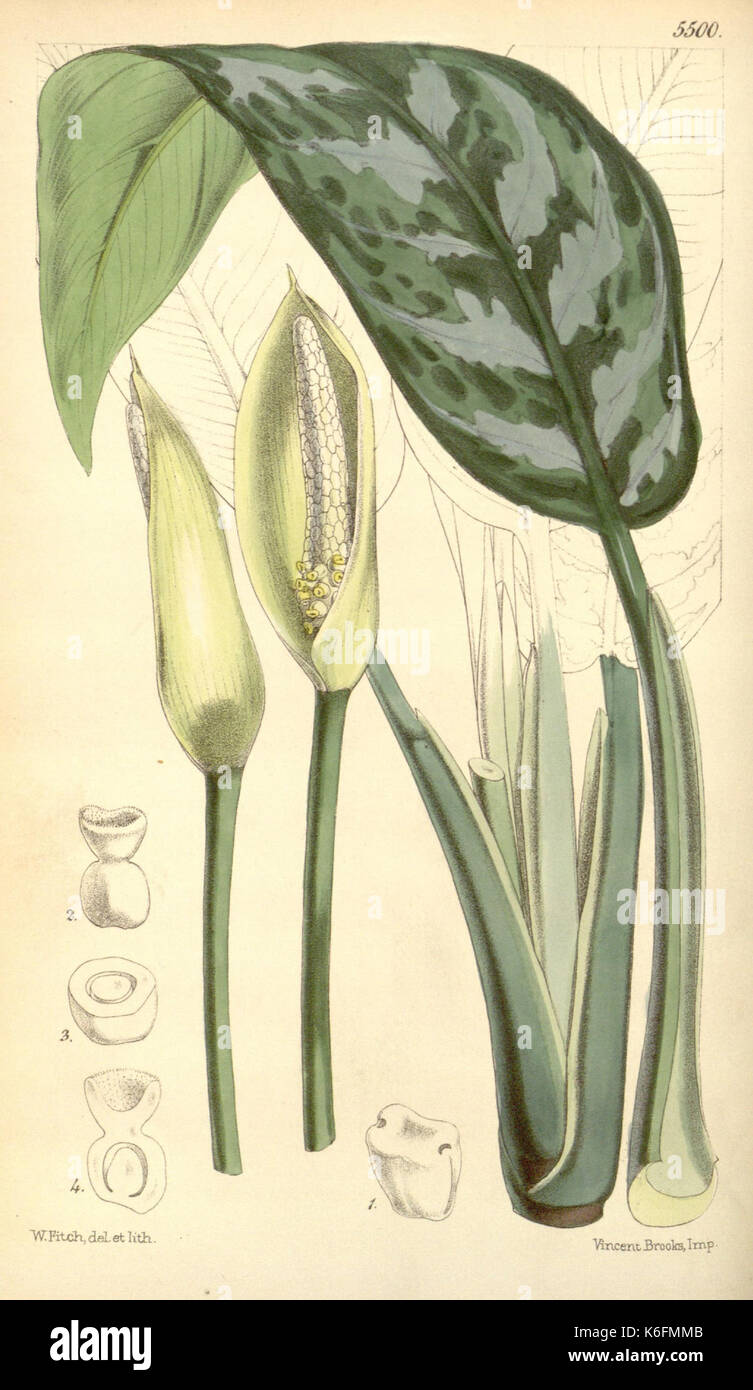 Curtis's botanical magazine (Tab. 5500) (8569796846 Stock Photo - Alamy