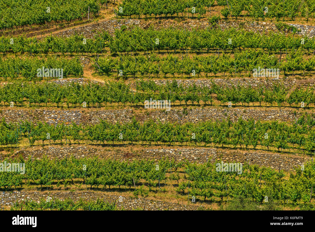 Italy Liguria 5 Terre National Park - Monterosso - Lemon trees Stock ...