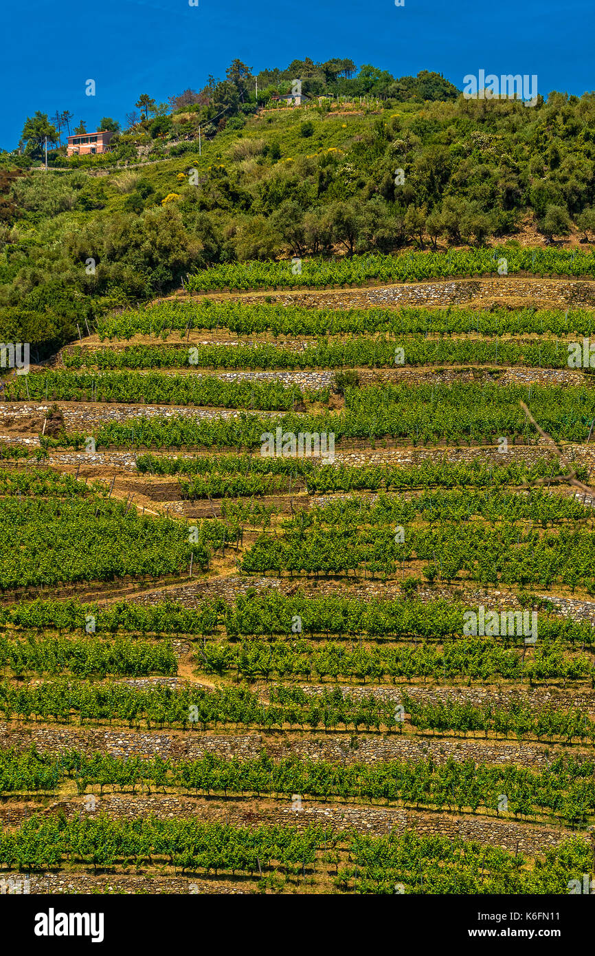 Italy Liguria 5 Terre National Park - Monterosso - Lemon trees Stock ...