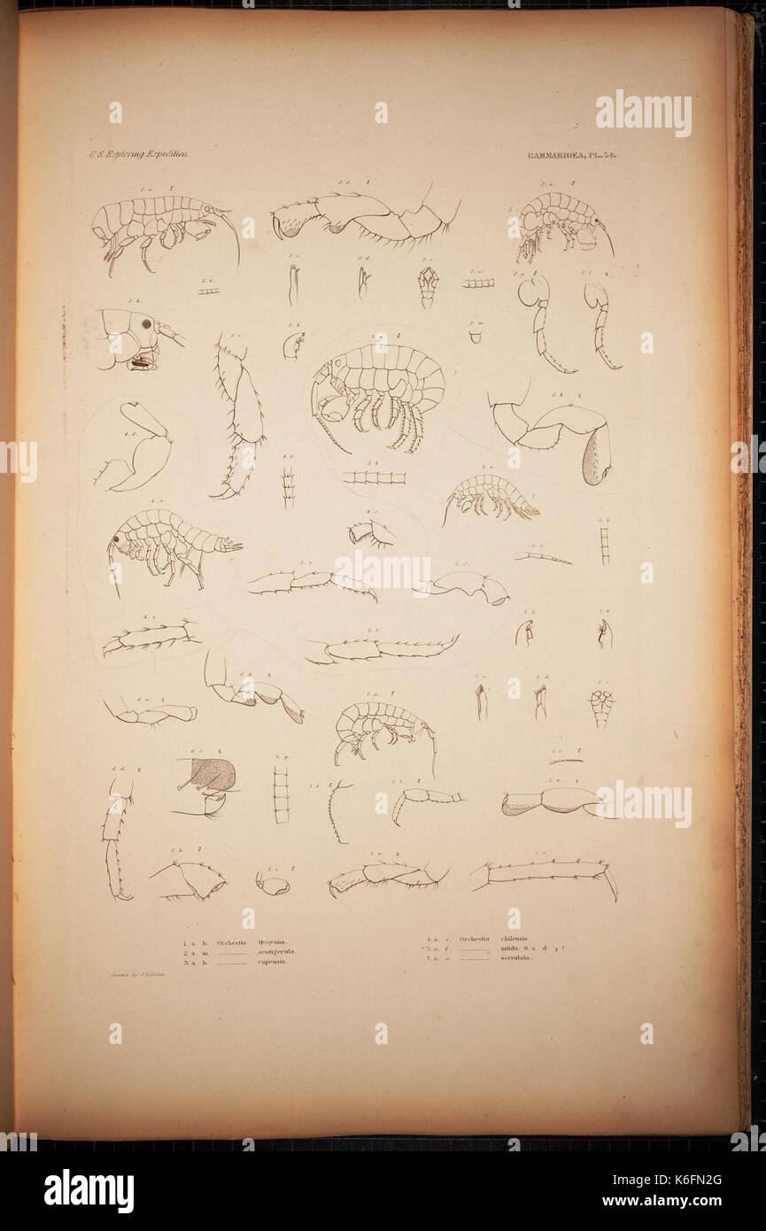 Crustacea zoogeography hi-res stock photography and images - Alamy