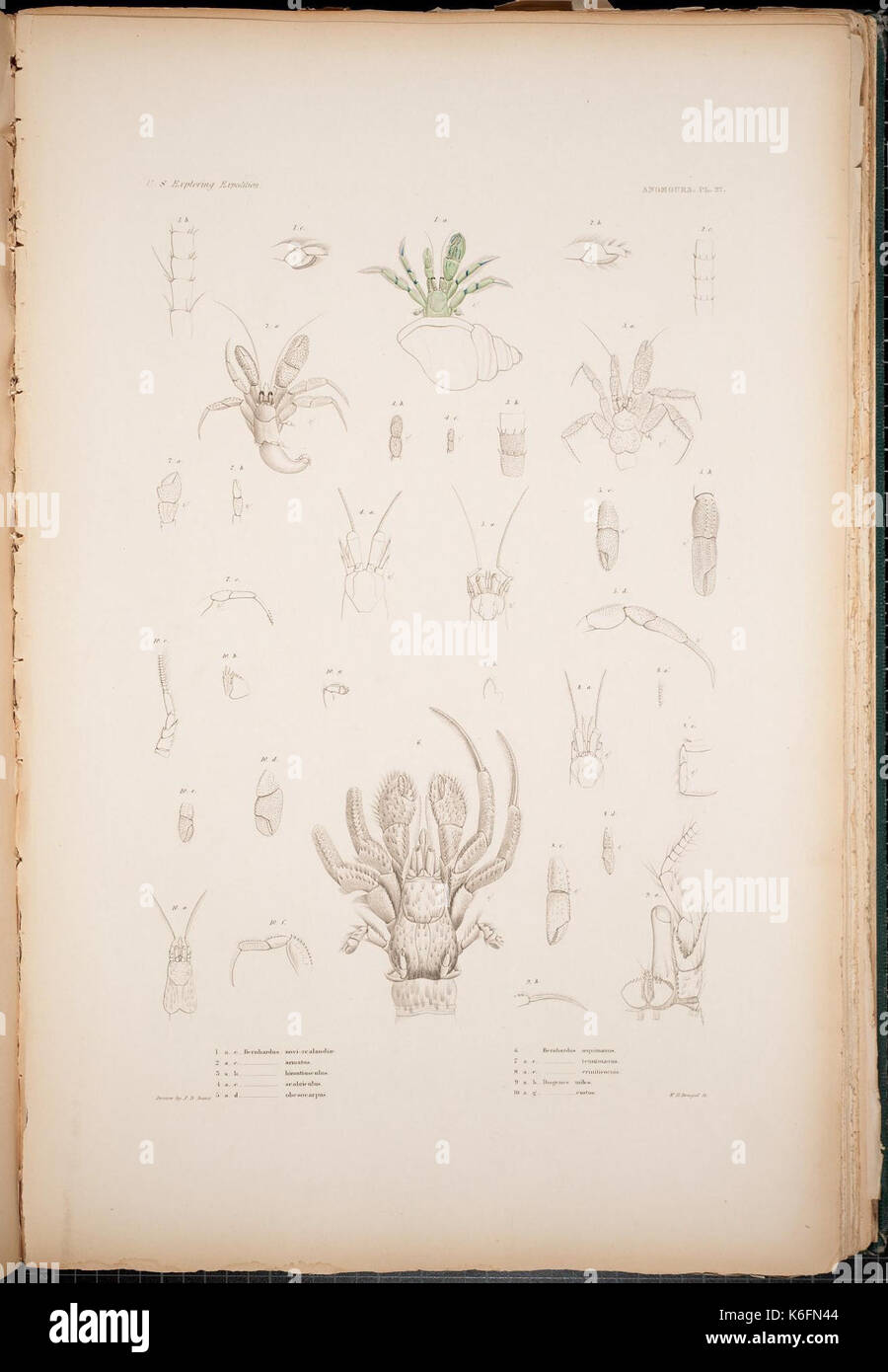 Crustacea zoogeography hi-res stock photography and images - Alamy