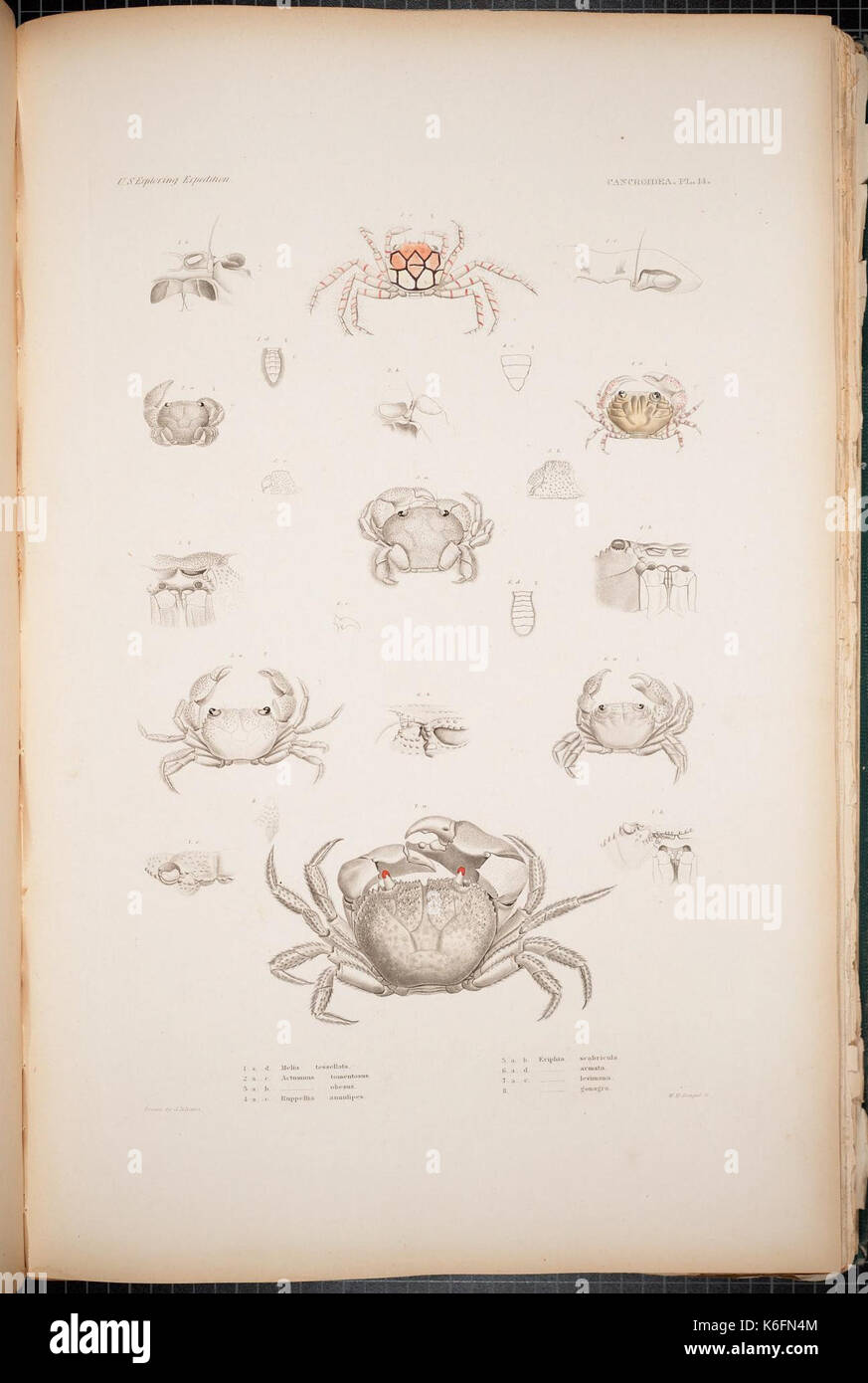Crustacea zoogeography hi-res stock photography and images - Alamy