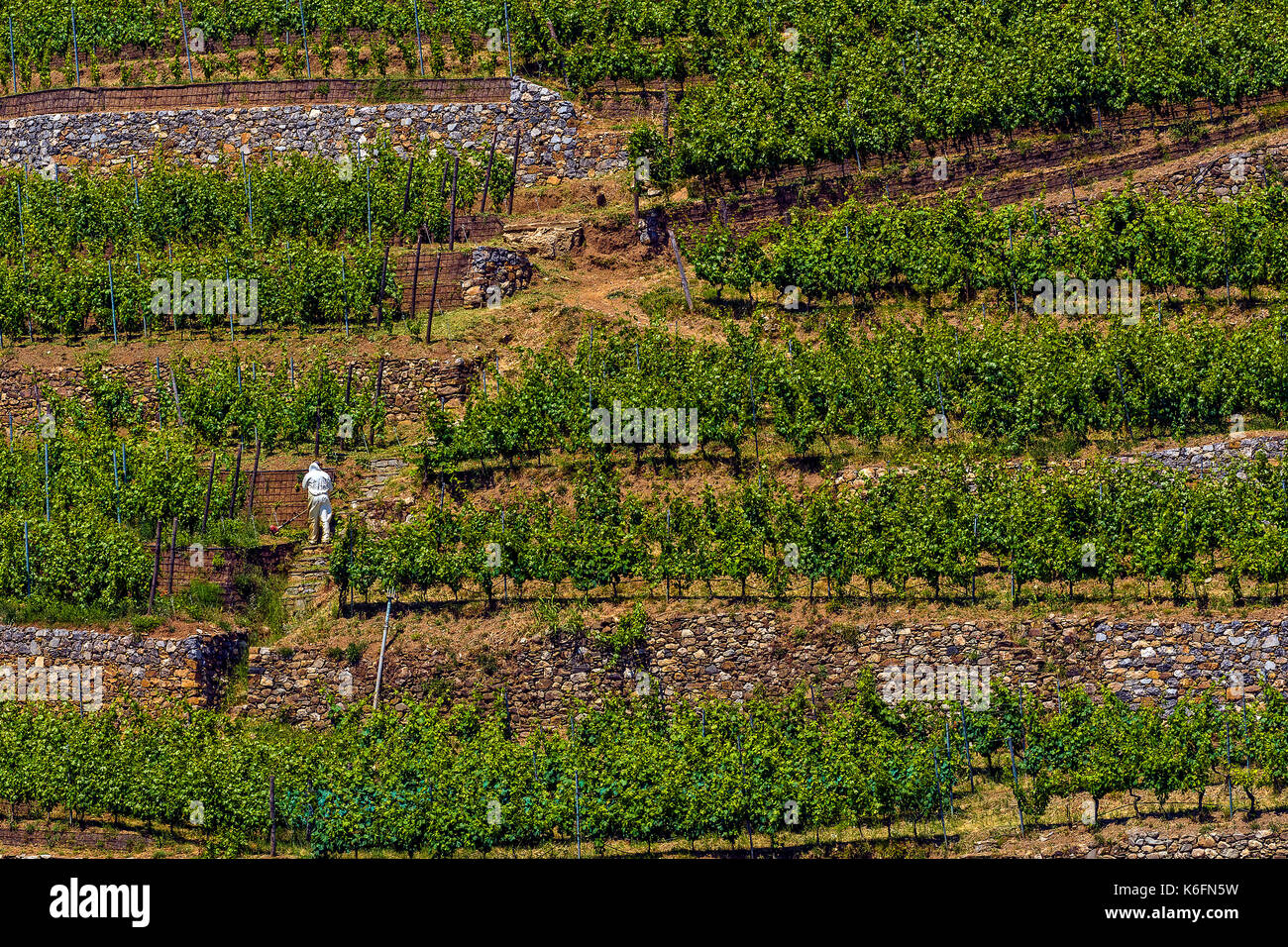 Italy Liguria 5 Terre National Park - Monterosso - Lemon trees Stock ...