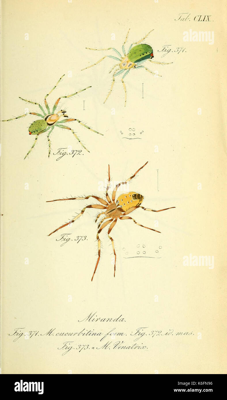 *Die Arachniden*, a scientific work on arachnids, features Plate CLIX ...