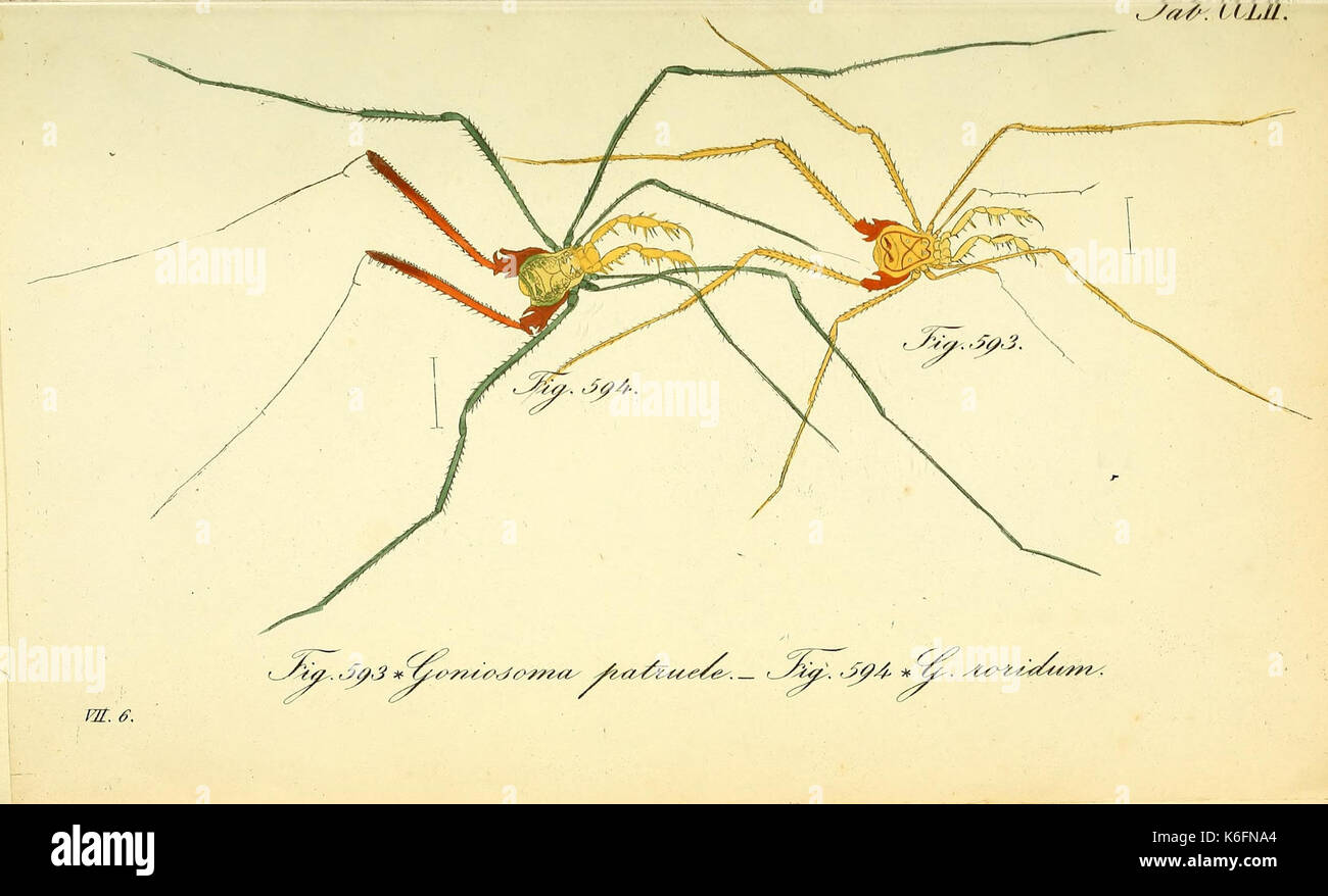 Die Arachniden (Plate CCLII) (8554074921 Stock Photo - Alamy