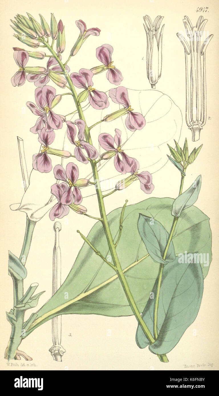 Curtis's botanical magazine (Tab. 4947) (8551807540 Stock Photo - Alamy