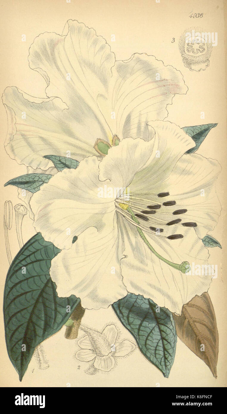 Curtis's botanical magazine (Tab. 4936) (8550695653 Stock Photo - Alamy