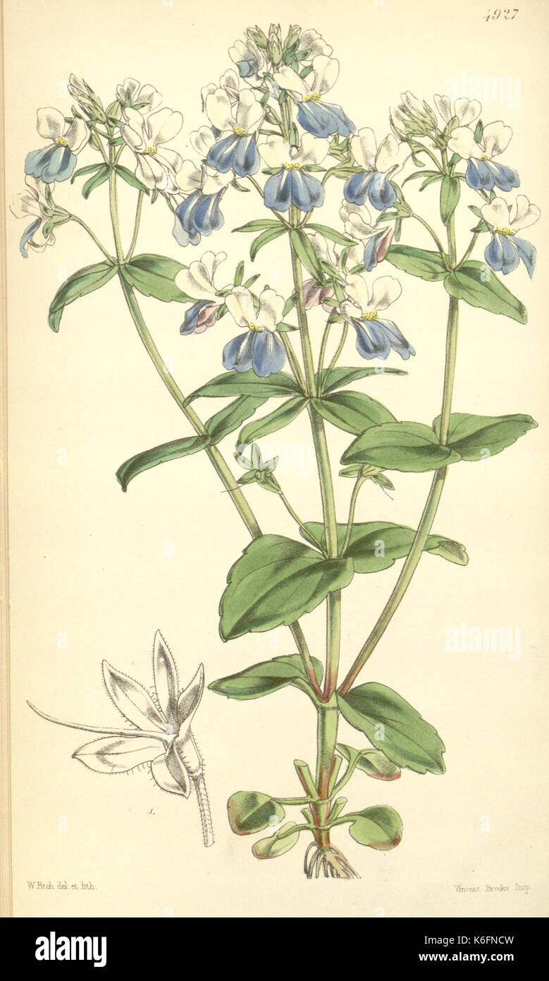 Curtis's botanical magazine (Tab. 4927) (8551788866 Stock Photo - Alamy