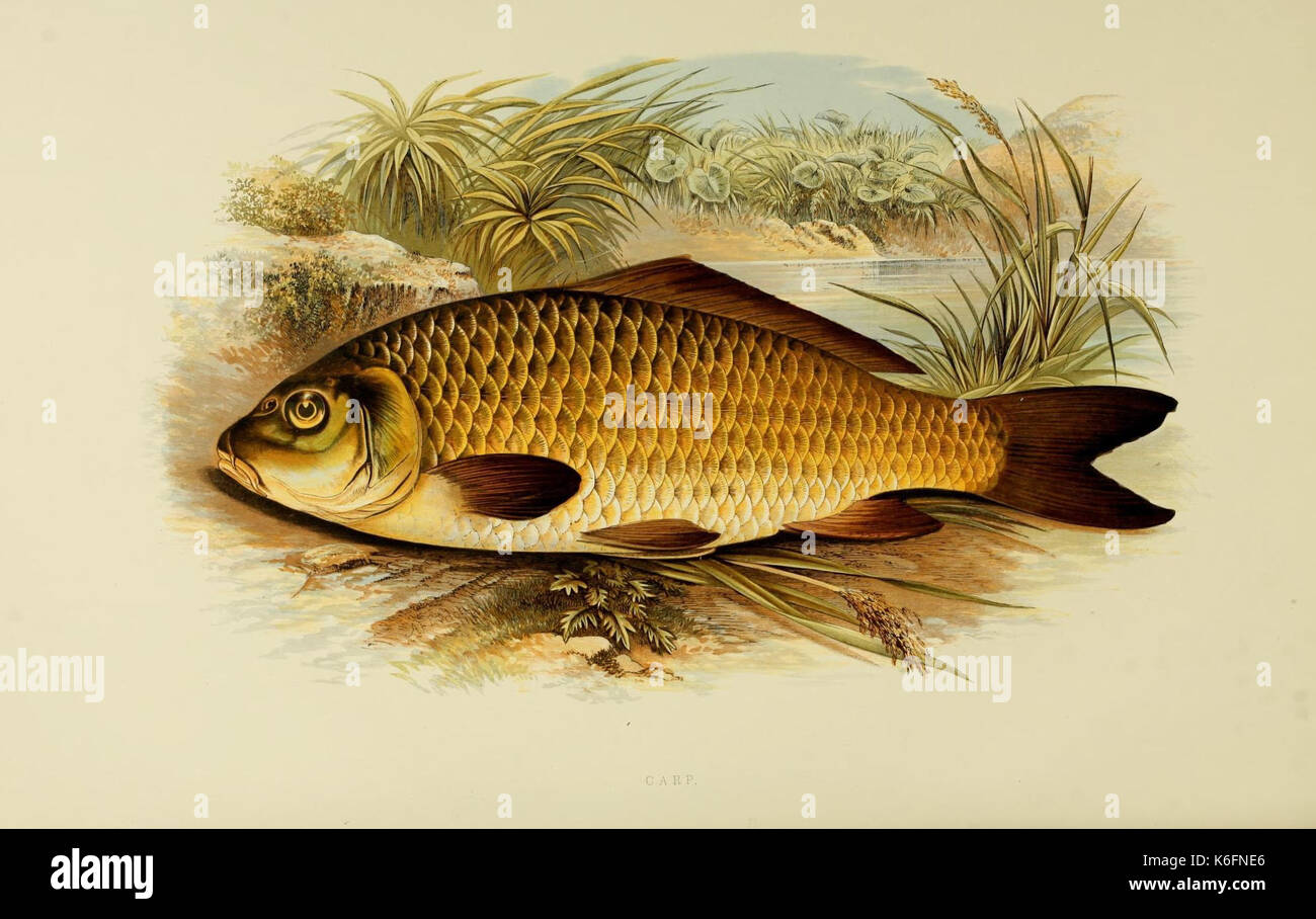 British fresh water fishes (Plate Carp) (8552033358 Stock Photo - Alamy