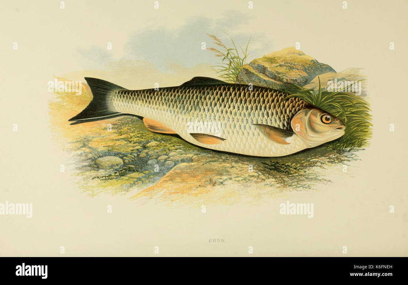 British fresh water fishes (Plate Chub) (8550933557 Stock Photo - Alamy