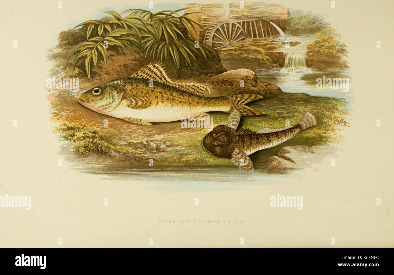 British ruffe illustration hi-res stock photography and images - Alamy