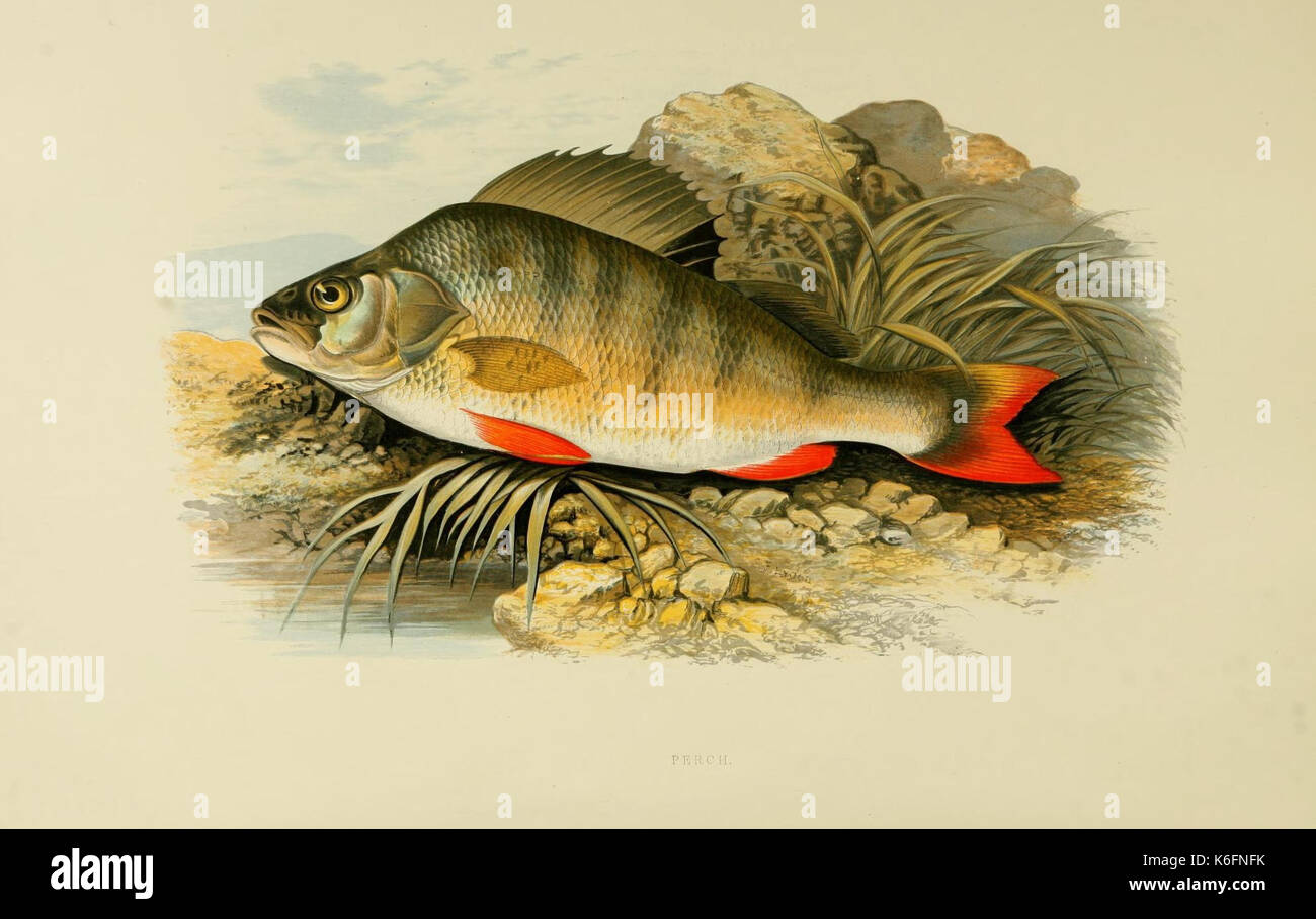 British fresh water fishes (Page ii) (8552032080 Stock Photo - Alamy