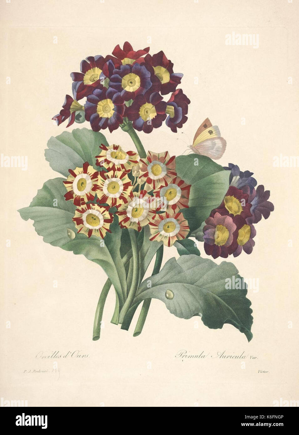 Choix des plus belles fleurs (Plate 139) (7851519902 Stock Photo - Alamy