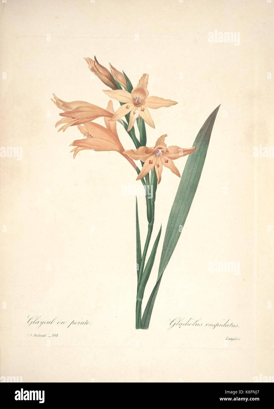Choix des plus belles fleurs (Plate 108) (7851494606 Stock Photo - Alamy