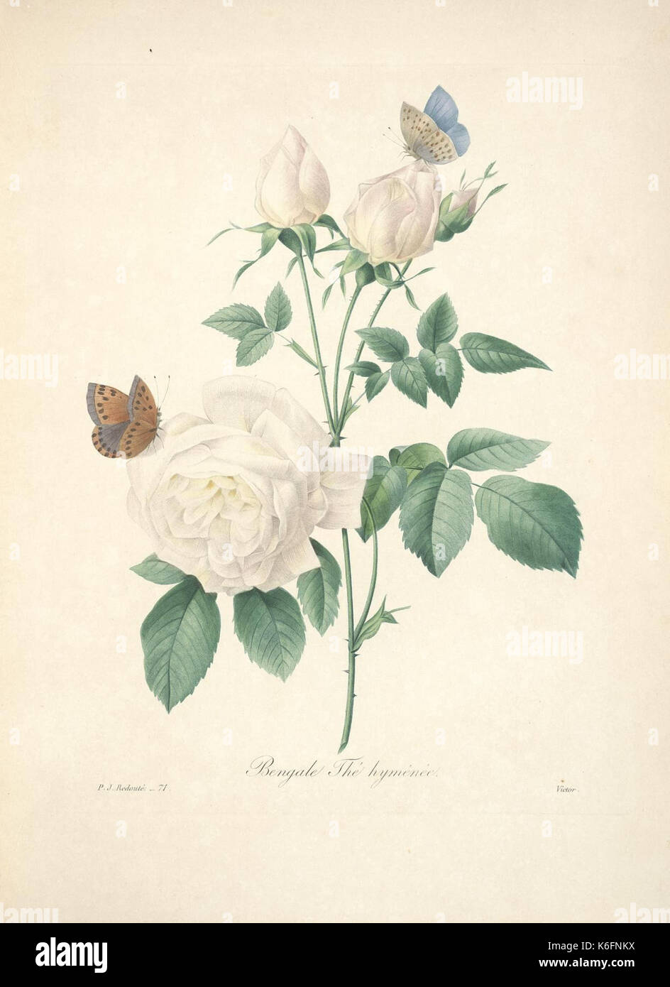 Choix des plus belles fleurs (Plate 71) (7851462060 Stock Photo - Alamy