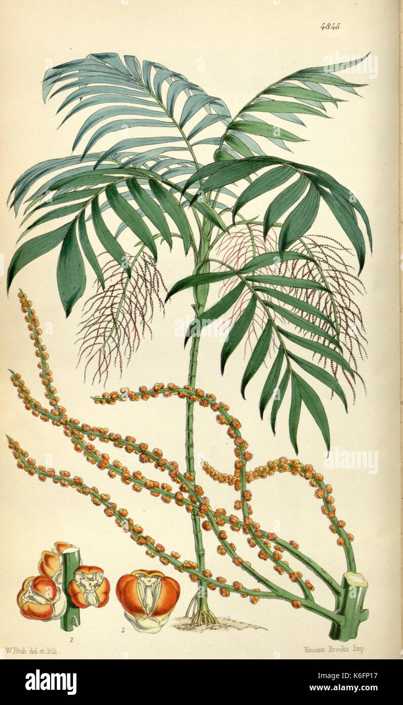 Curtis's botanical magazine (Tab. 4845) (8264329144 Stock Photo - Alamy