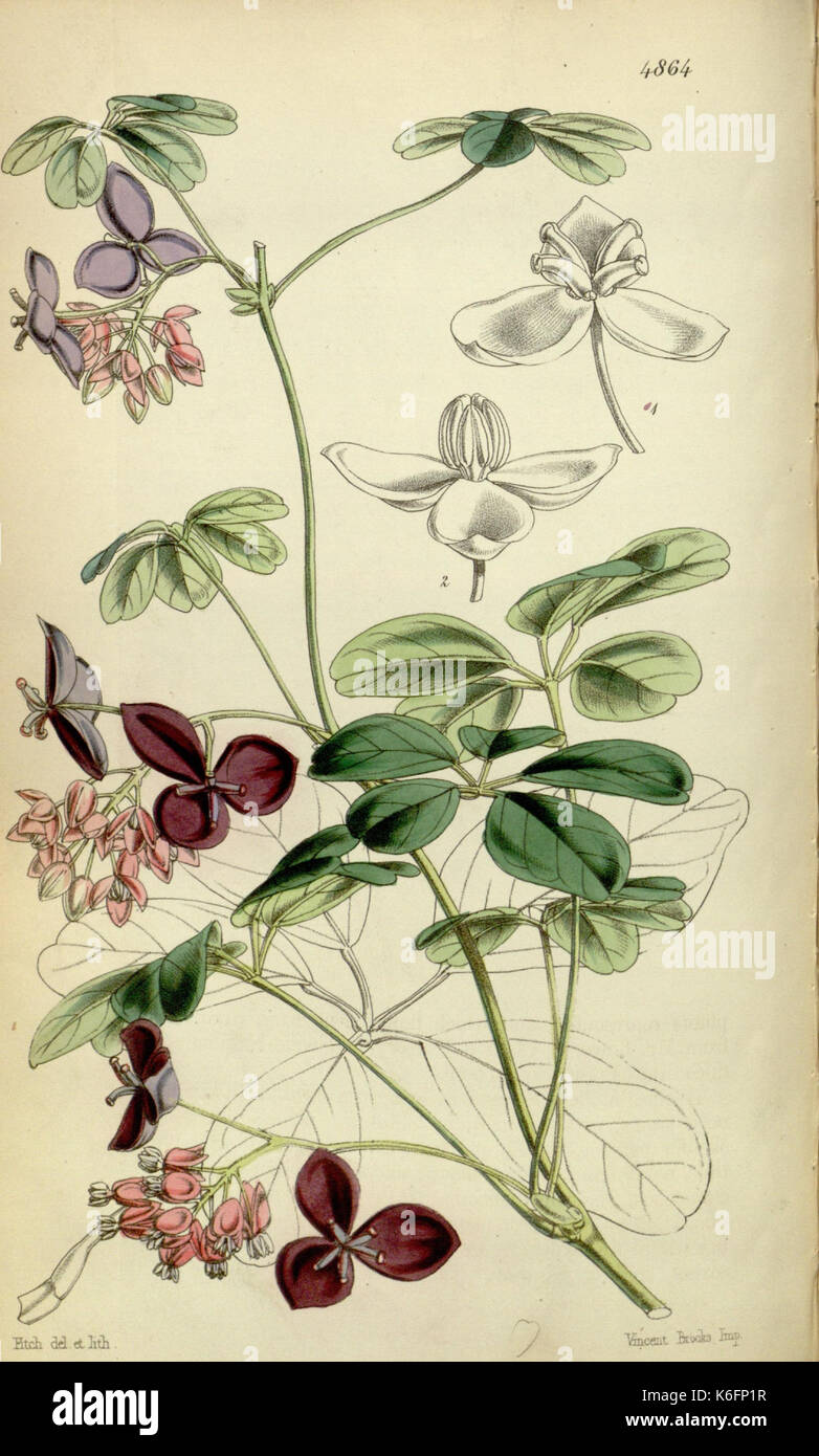 Curtis's botanical magazine (Tab. 4864) (8264338934 Stock Photo - Alamy
