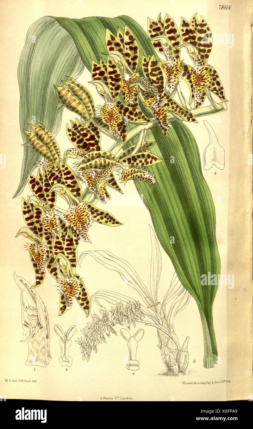 Curtis's botanical magazine (Tab 7864) (8346222929 Stock Photo - Alamy
