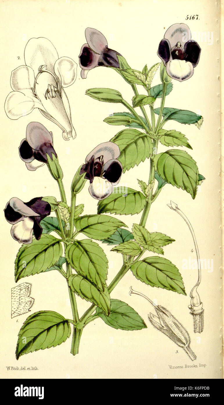 Curtis's botanical magazine (Tab. 5167) (9441829689 Stock Photo - Alamy