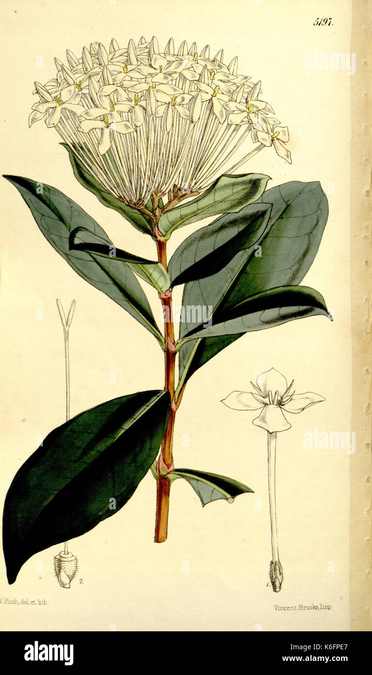 Curtis's botanical magazine (Tab. 5197) (9441897513 Stock Photo - Alamy