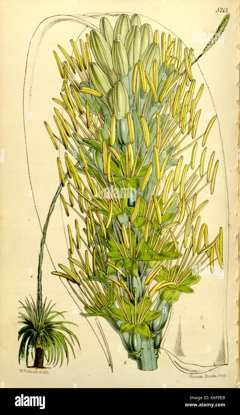 Curtis's botanical magazine (Tab. 5213) (9441929159 Stock Photo - Alamy