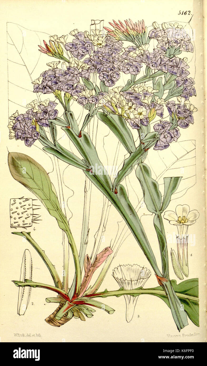 Curtis's botanical magazine (Tab. 5162) (9444606122 Stock Photo - Alamy