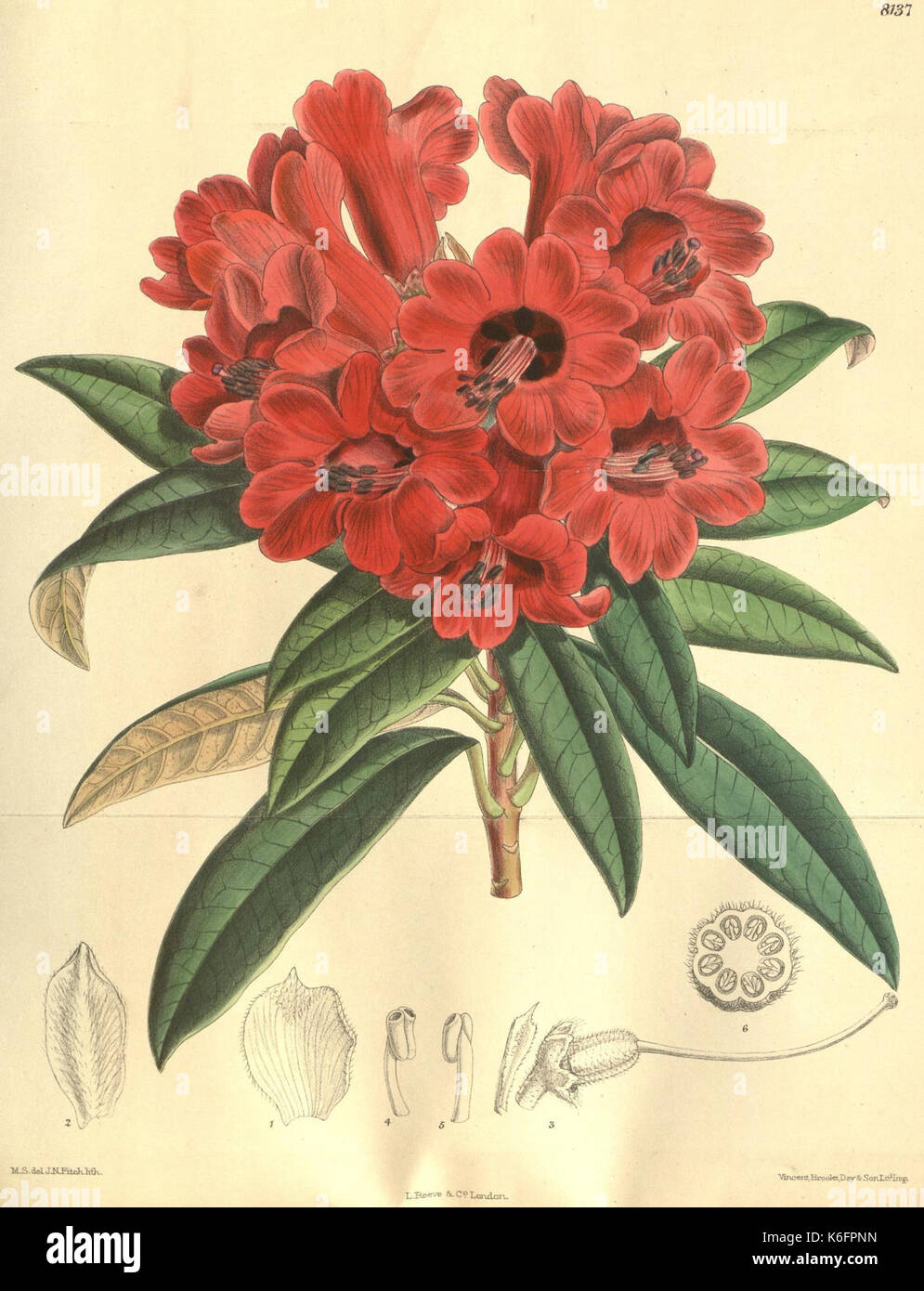 Curtis's botanical magazine (Tab. 8137) (9598100055 Stock Photo - Alamy