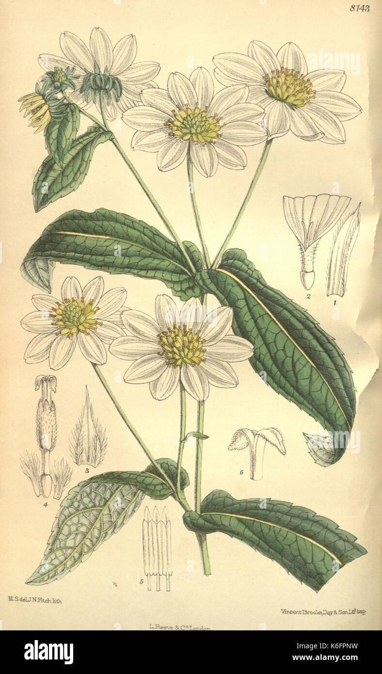 Curtis's botanical magazine (Tab. 8143) (9598116371 Stock Photo - Alamy