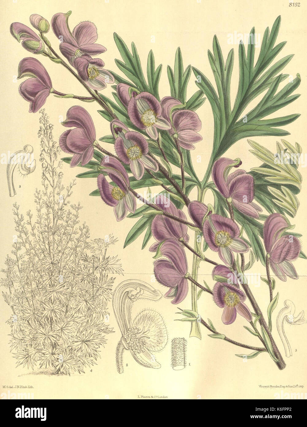 Curtis's botanical magazine (Tab. 8152) (9598144985 Stock Photo - Alamy