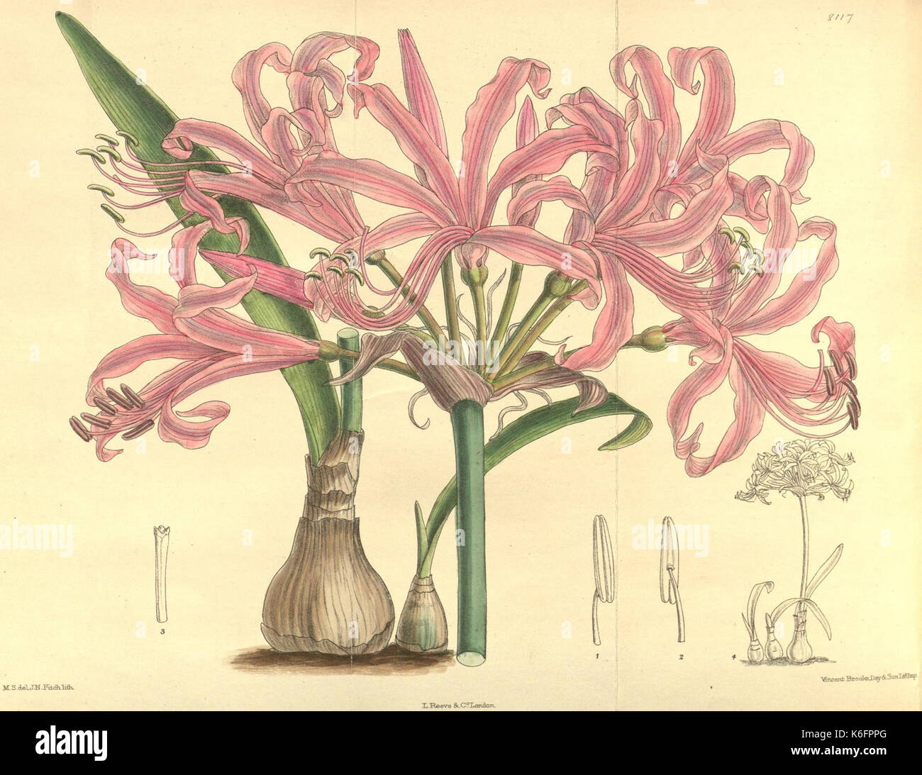Curtis's botanical magazine (Tab. 8117) (9600826774 Stock Photo - Alamy