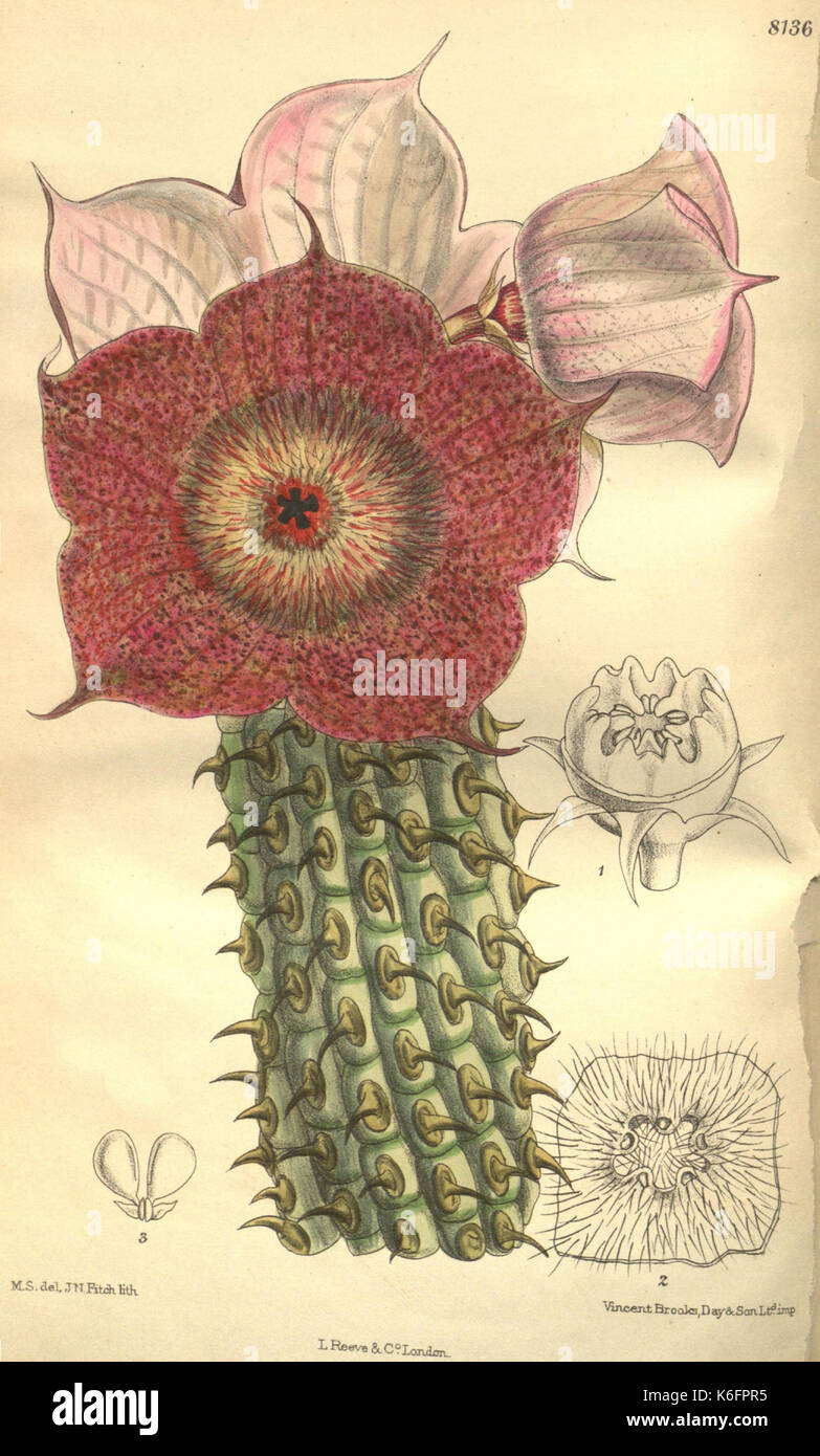 Curtis's botanical magazine (Tab. 8136) (9600890442 Stock Photo - Alamy