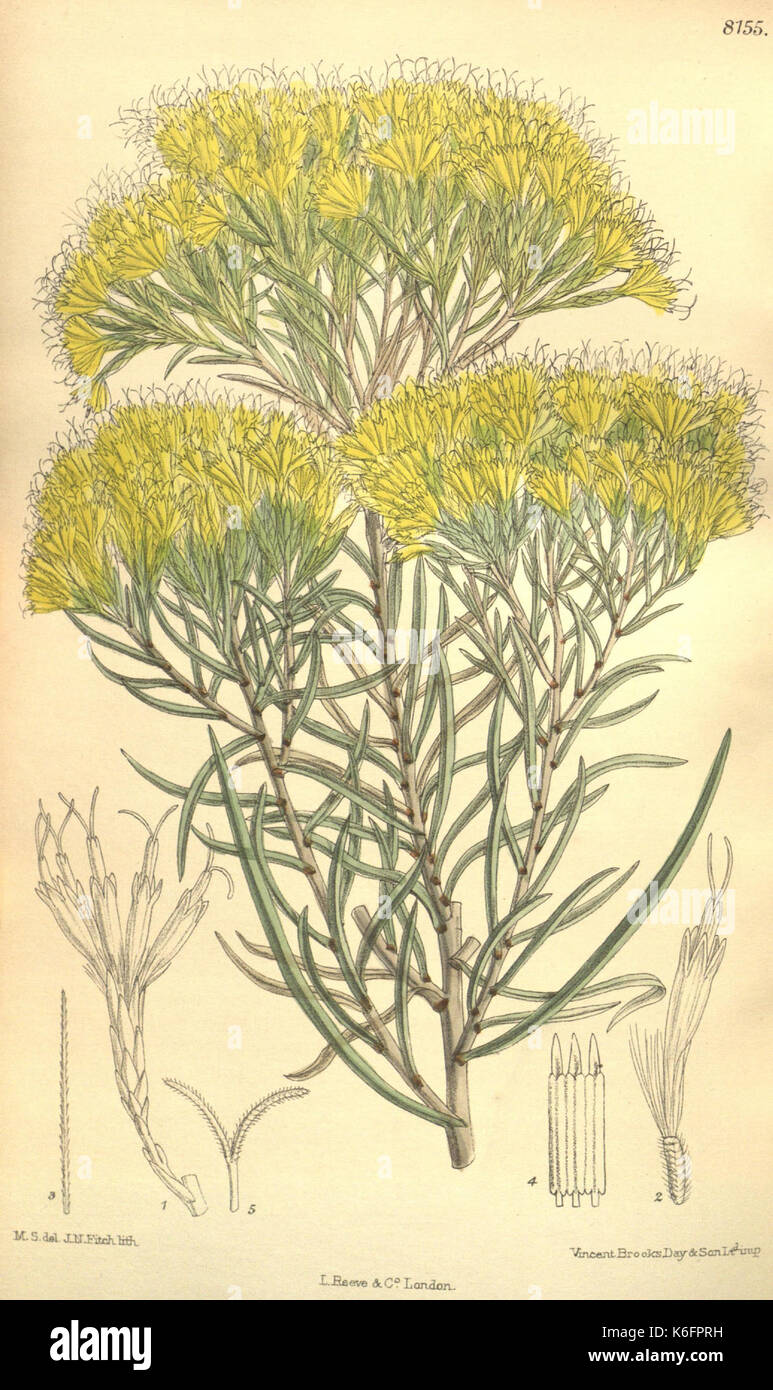 Curtis's botanical magazine (Tab. 8155) (9600946532 Stock Photo - Alamy