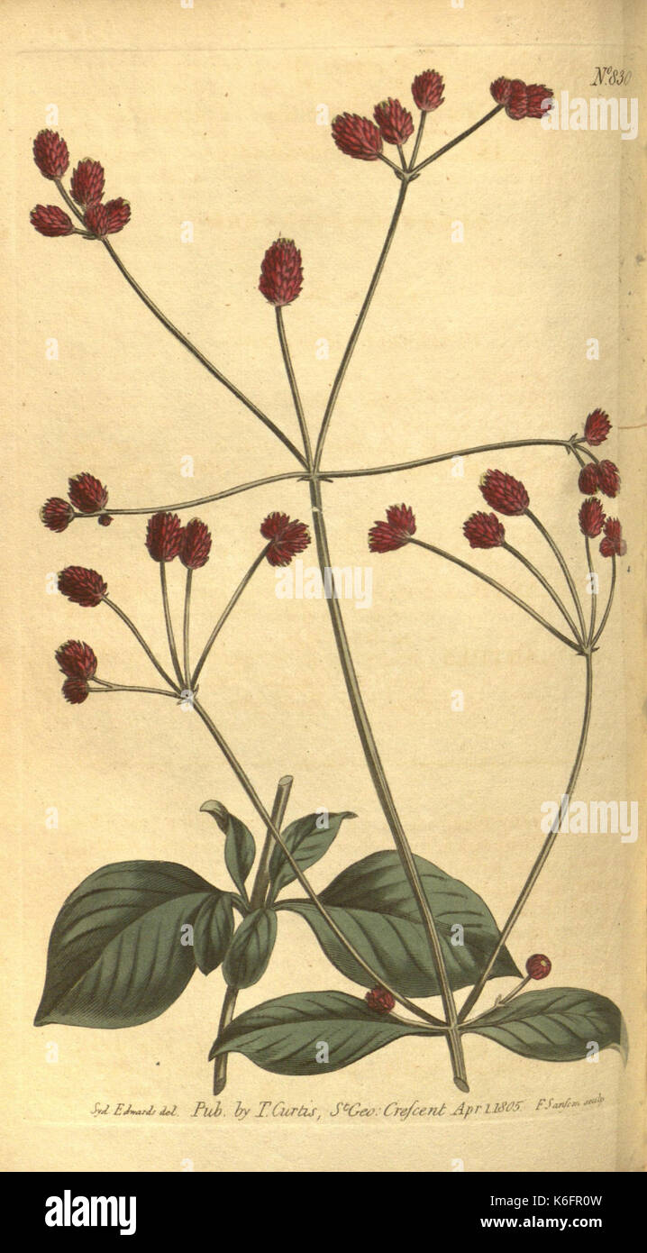 An illustration from Curtis's Botanical Magazine, showcasing botanical ...