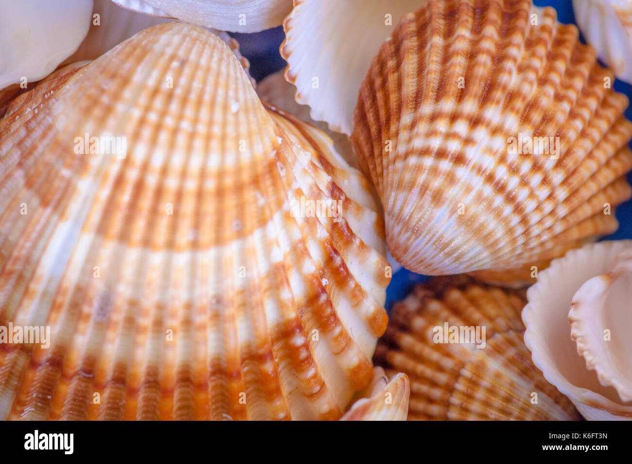 Coral and shells hi-res stock photography and images - Alamy