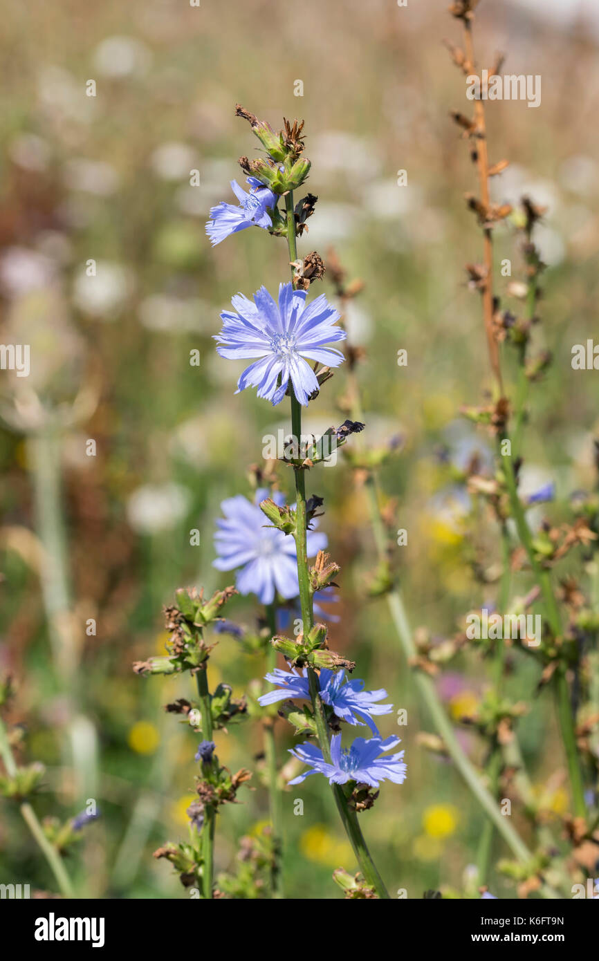 Growing chicory hi-res stock photography and images - Alamy