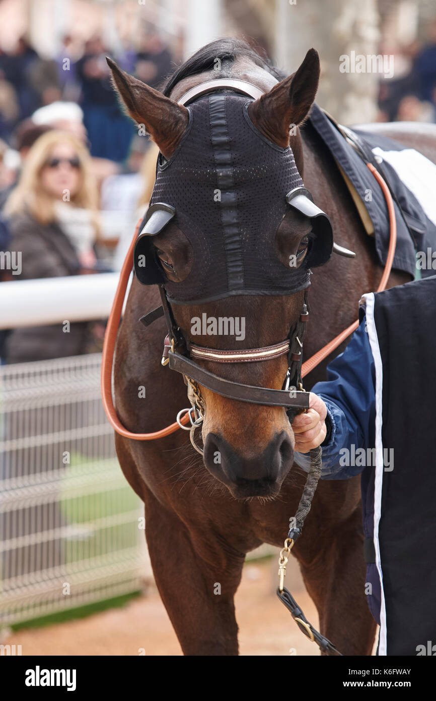 Race horse head with blinkers ready to run. Paddock area. Vertical ...