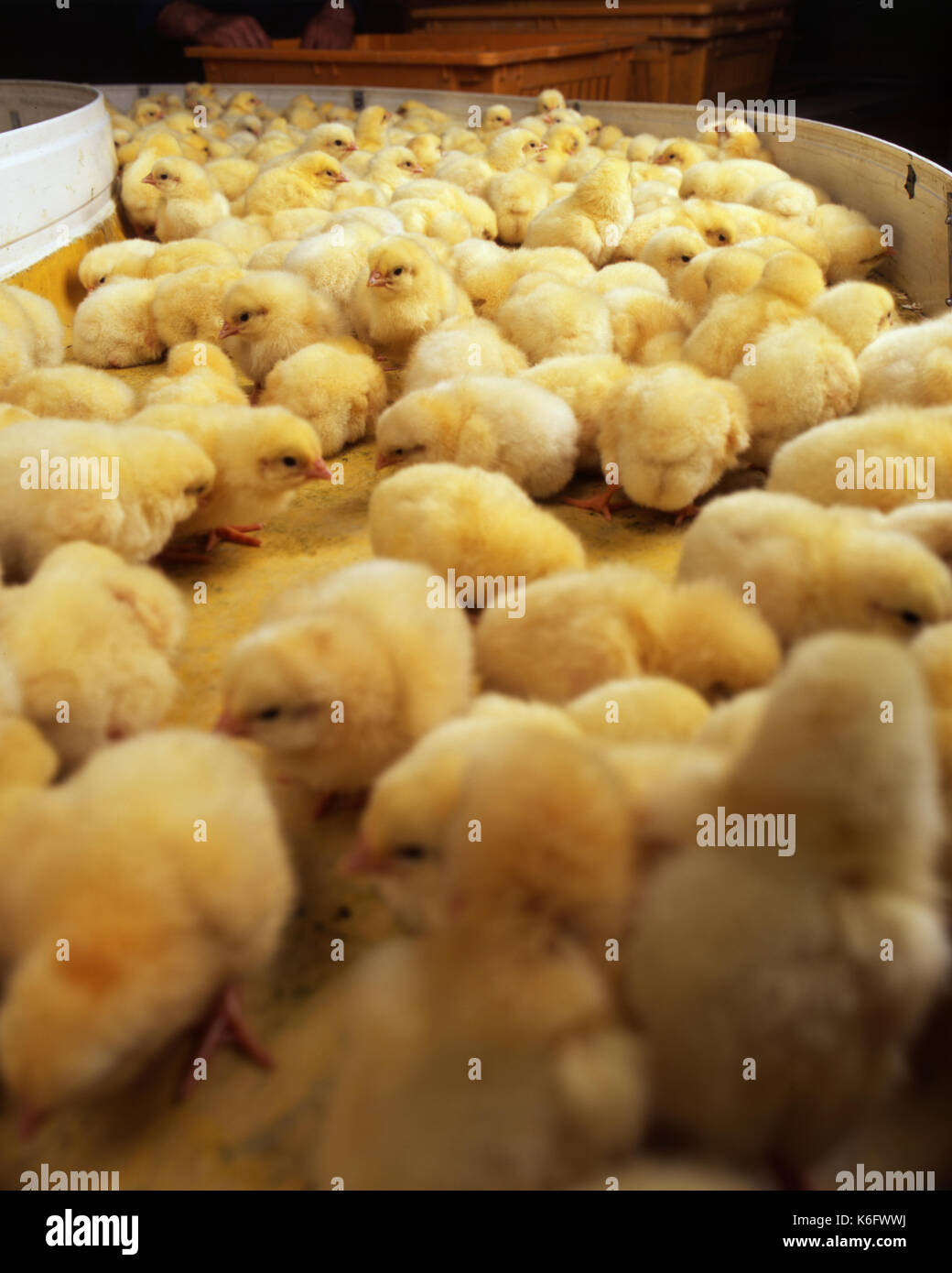 Industrial egg incubator hi-res stock photography and images - Alamy