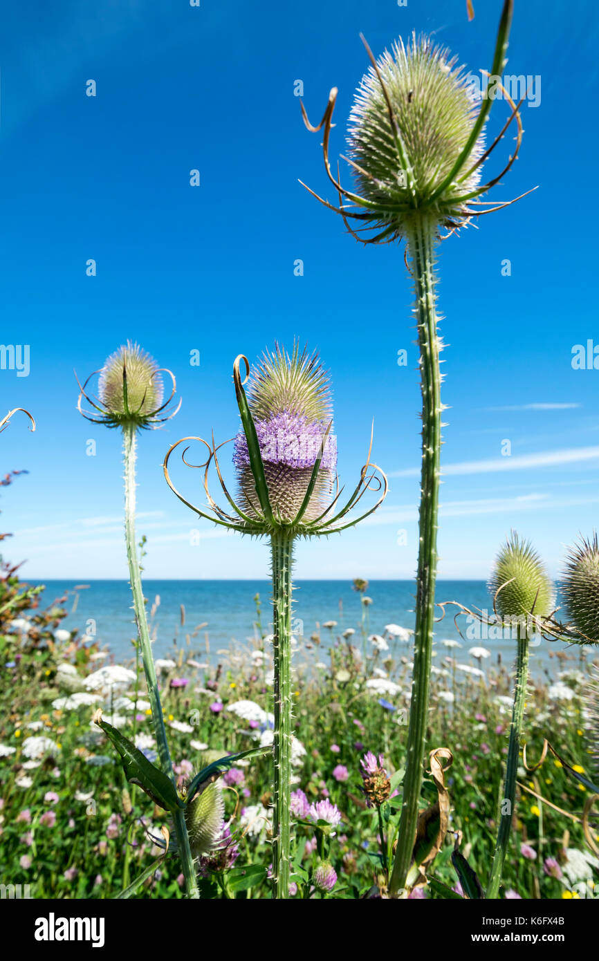 Wild Teasel Dipsacus fullonum Stock Photo - Alamy