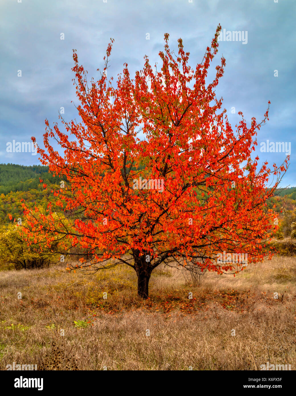 Colorful autumn tree Stock Photo - Alamy