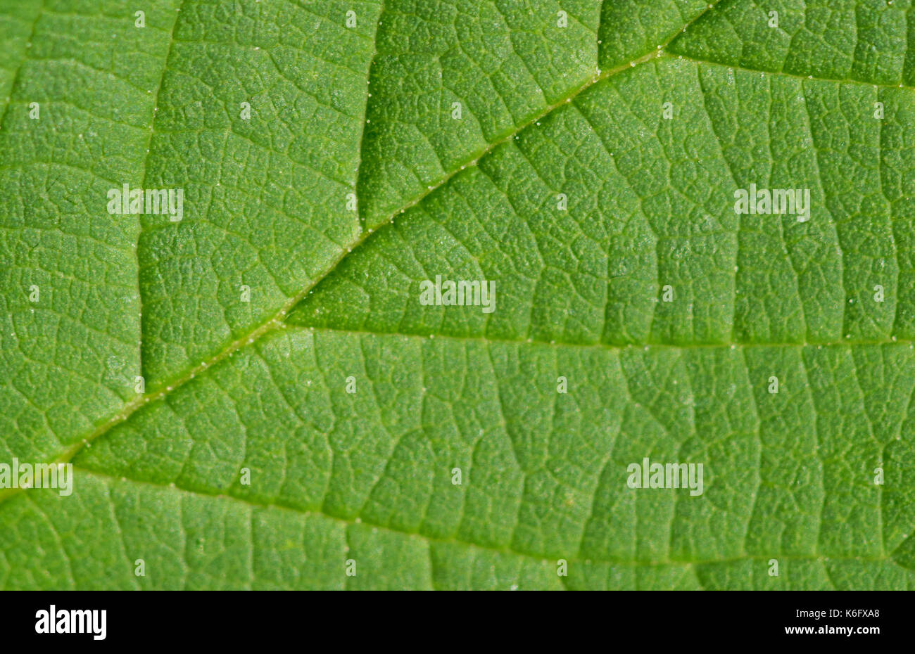 green leaf texture Stock Photo - Alamy