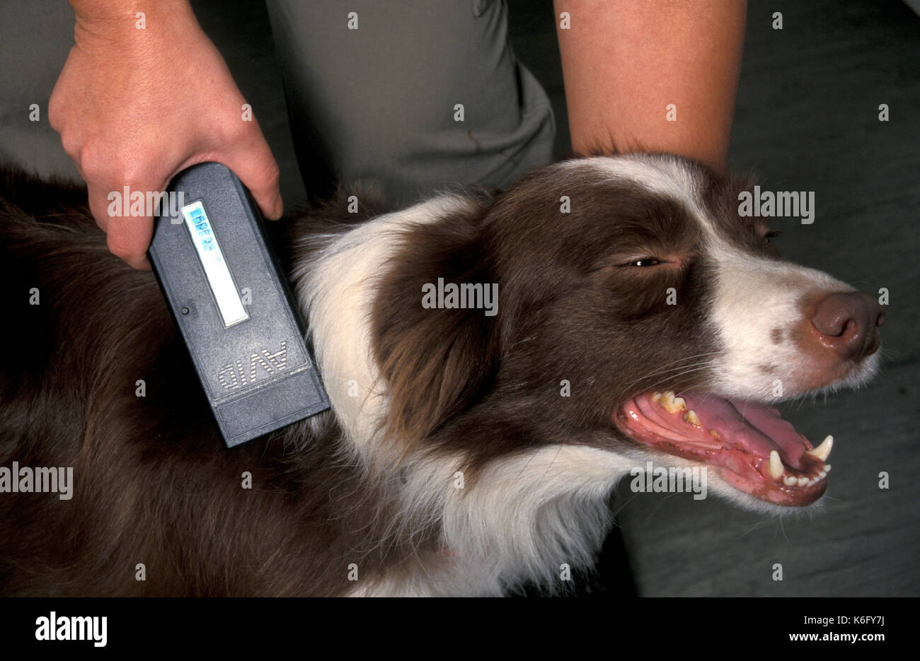 Border Collie Dog at Vets checking the microchip in neck with ...