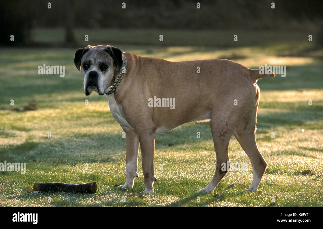 Boxer Dog in garden, UK, domestic, standing Stock Photo - Alamy