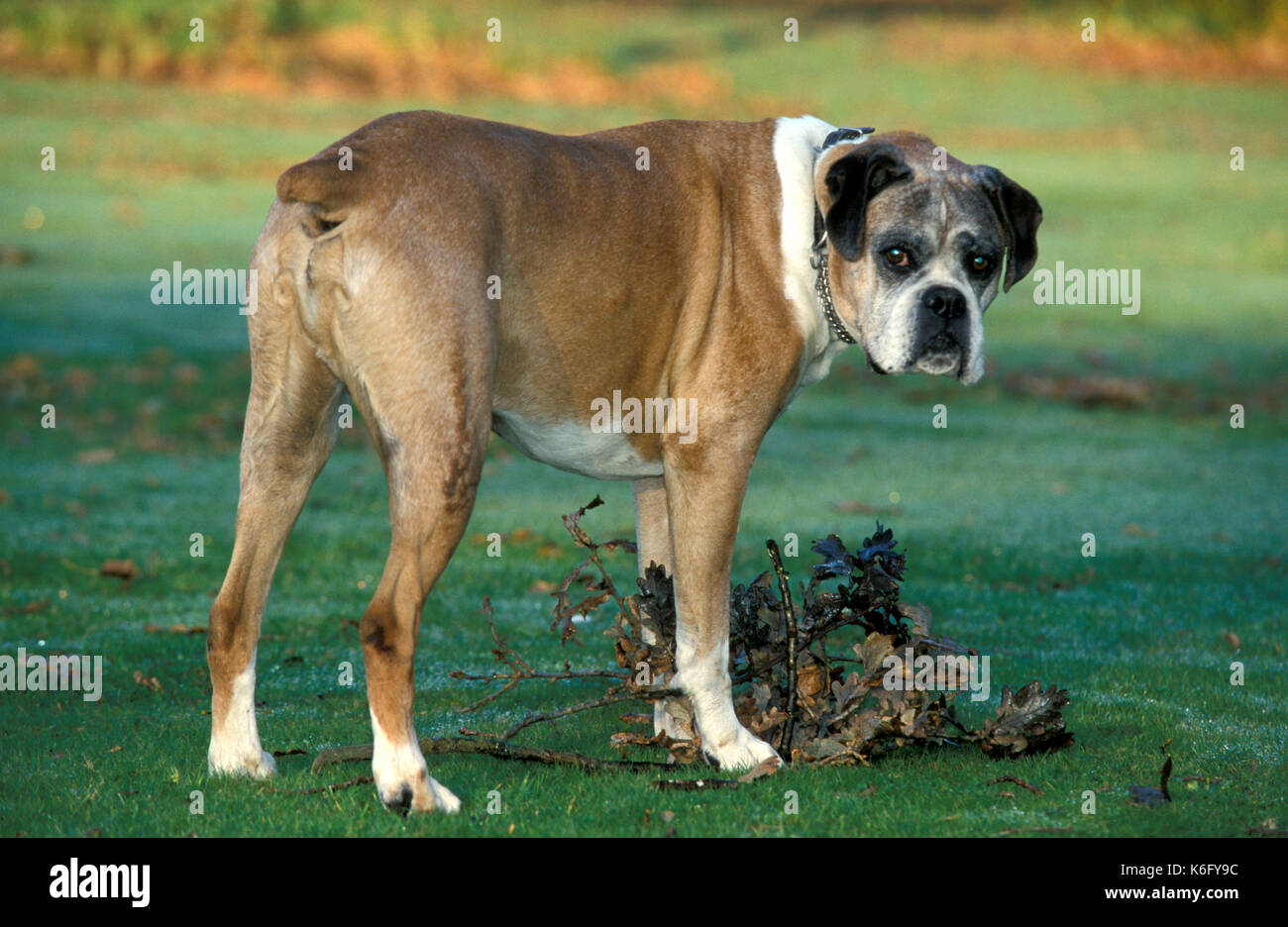 Boxer Dog in garden, UK, domestic, standing Stock Photo - Alamy