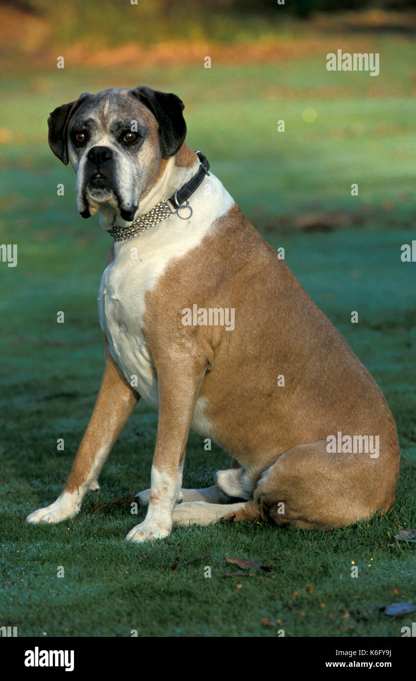 Boxer Dog in garden, UK, domestic, sitting Stock Photo - Alamy