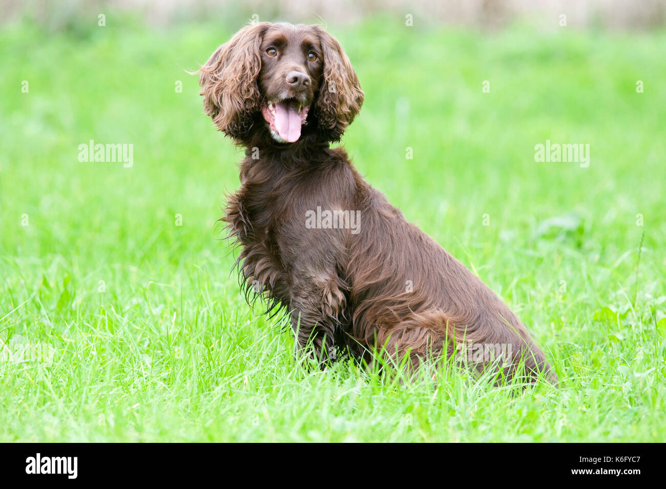 Field Spaniel Dog, sitting in garden, UK, brown, alert, looking ...