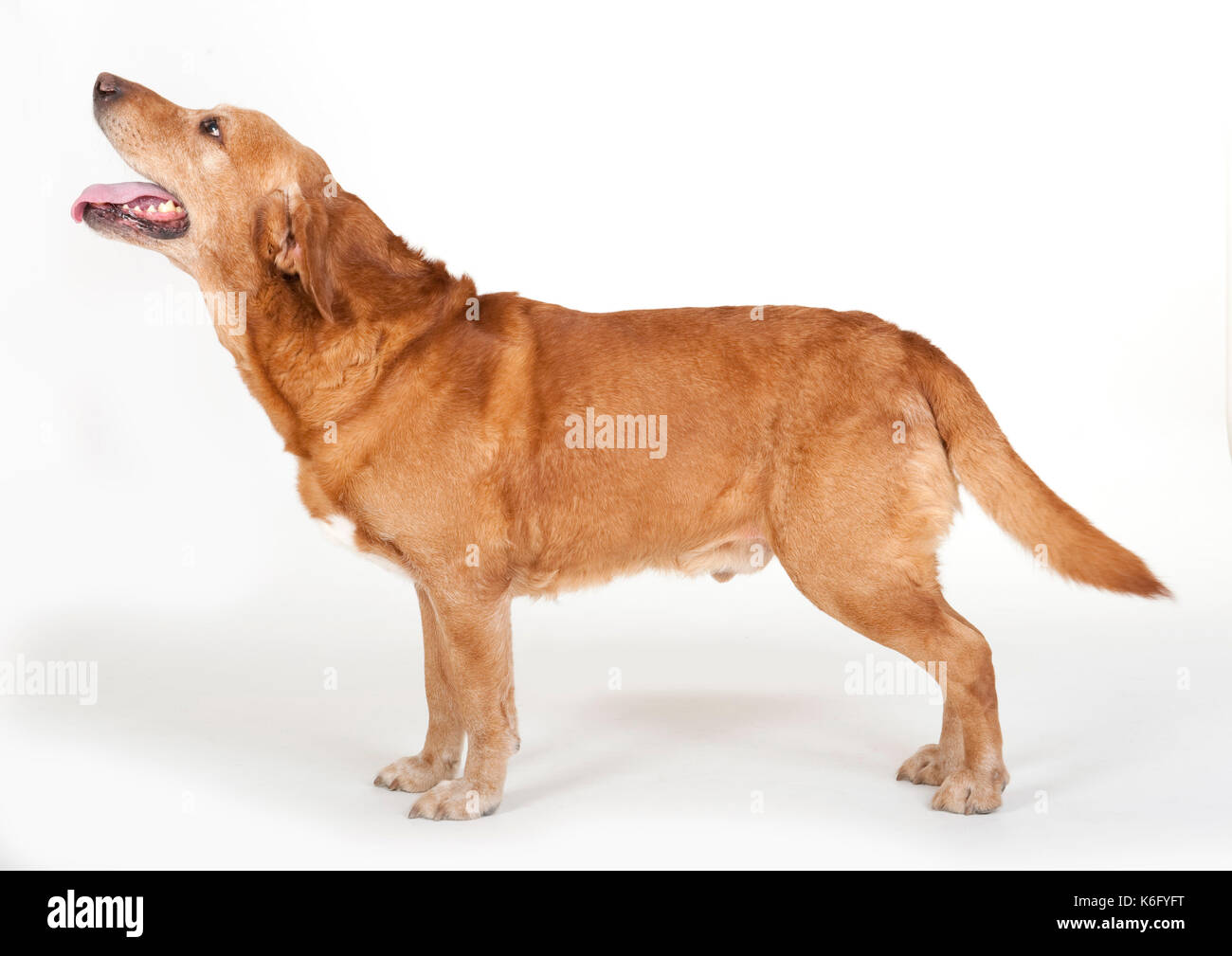 Labrador Dog, in studio, standing, UK, looking alert Stock Photo - Alamy
