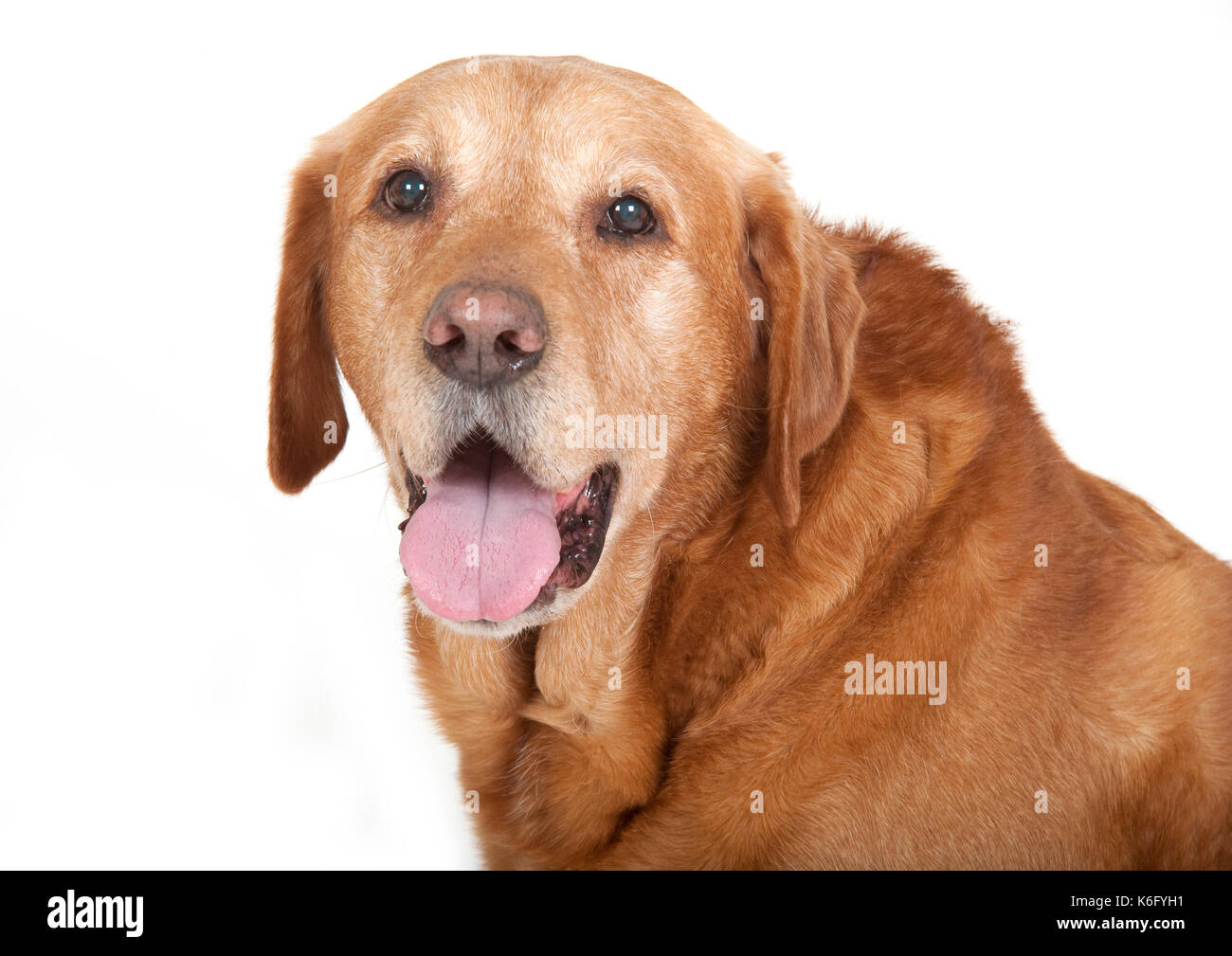 Labrador Dog, in studio, portrait, looking at camera, UK Stock Photo ...