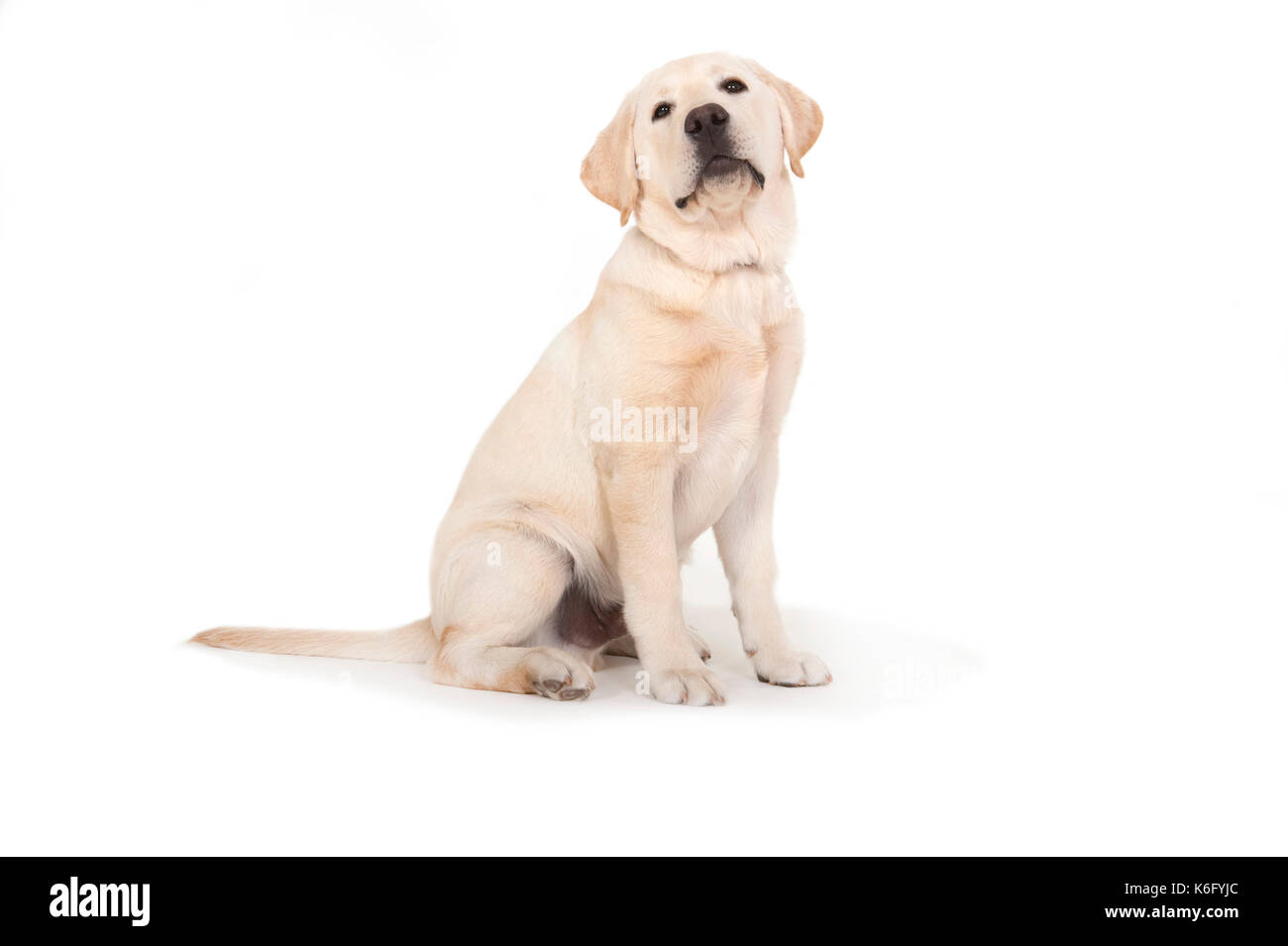 Labrador puppy 3 months old, in studio, UK, sitting, looking up, alert ...